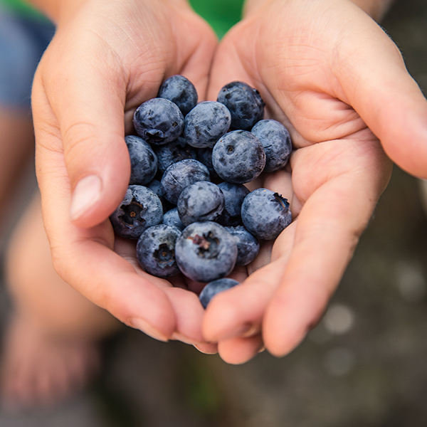 The Five Food Groups - Make Every Bite Count - Eat Well in a SNAP